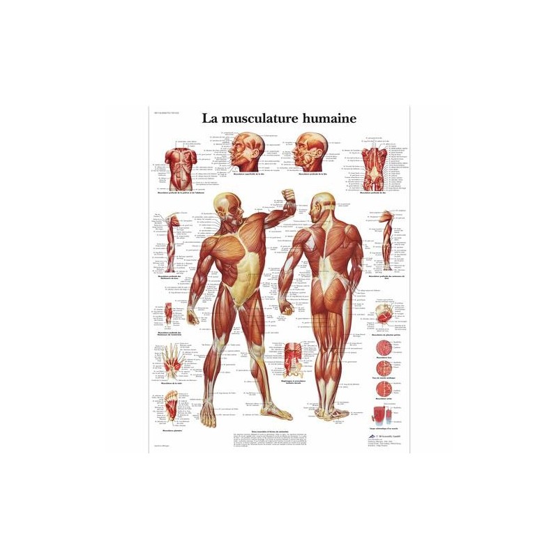Diagnostic-Poster La musculature humaine